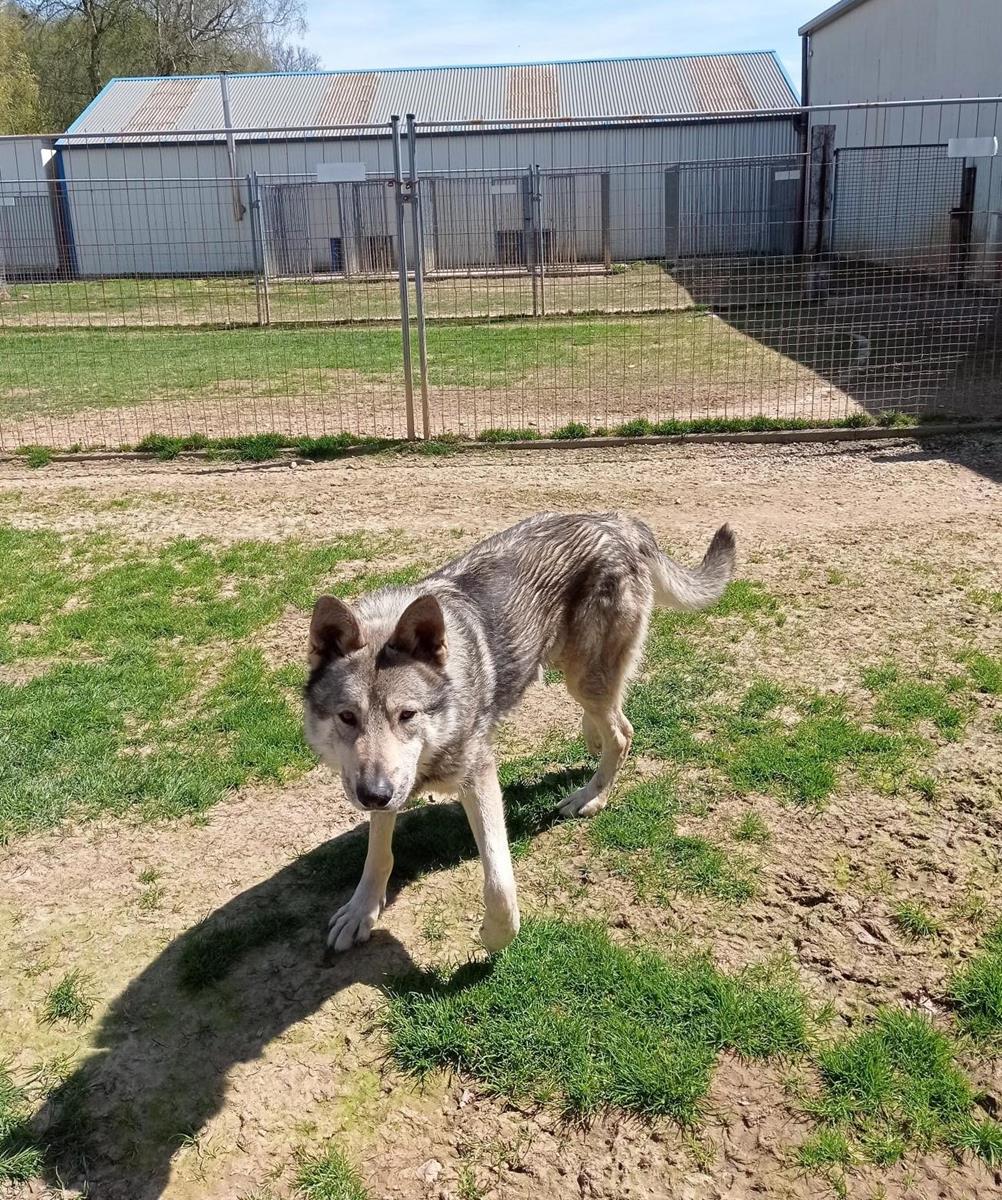 Venom - À placer - Nos chiens à adopter - Tierheim Schoppen