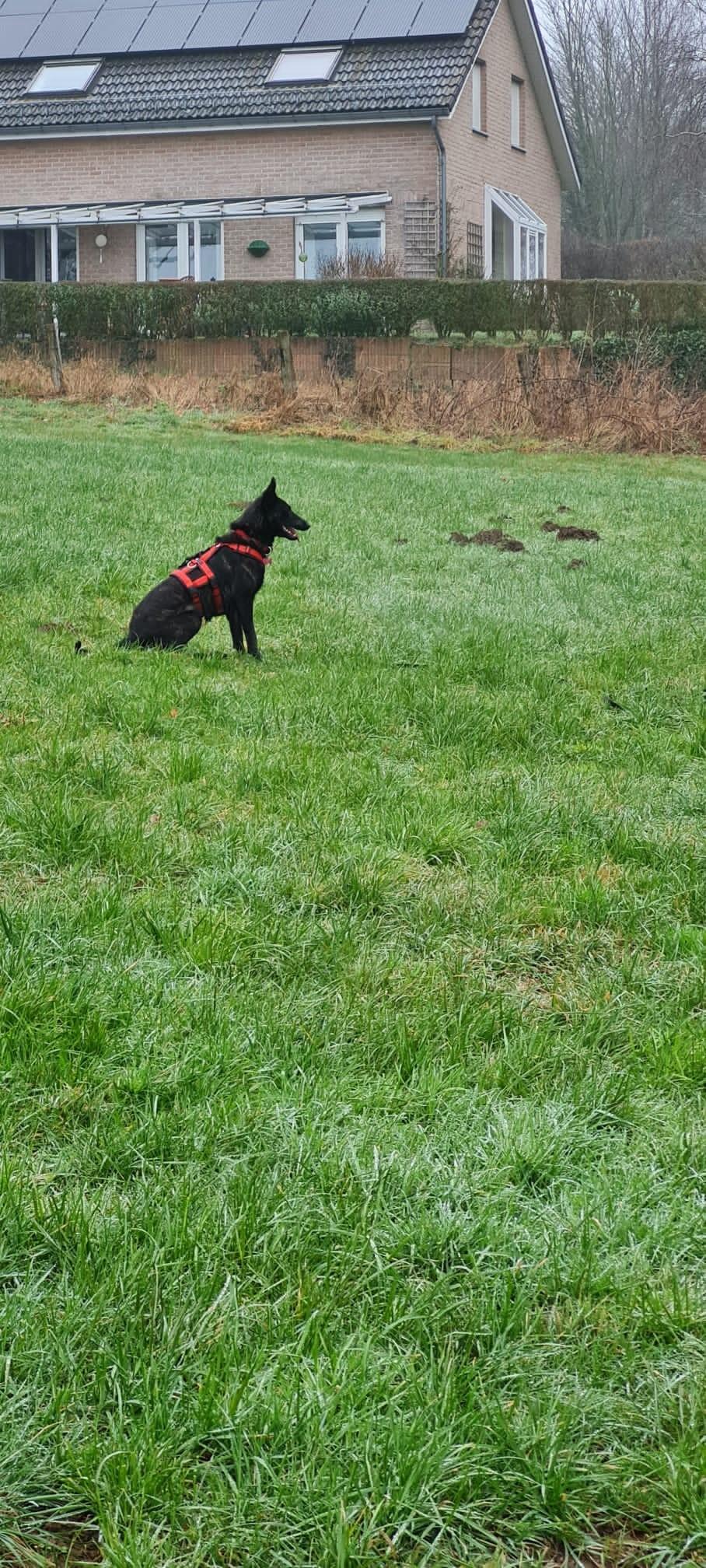 Sun - Ehemalige Hunde - Unsere zu adoptierenden Hunde - Tierheim Schoppen