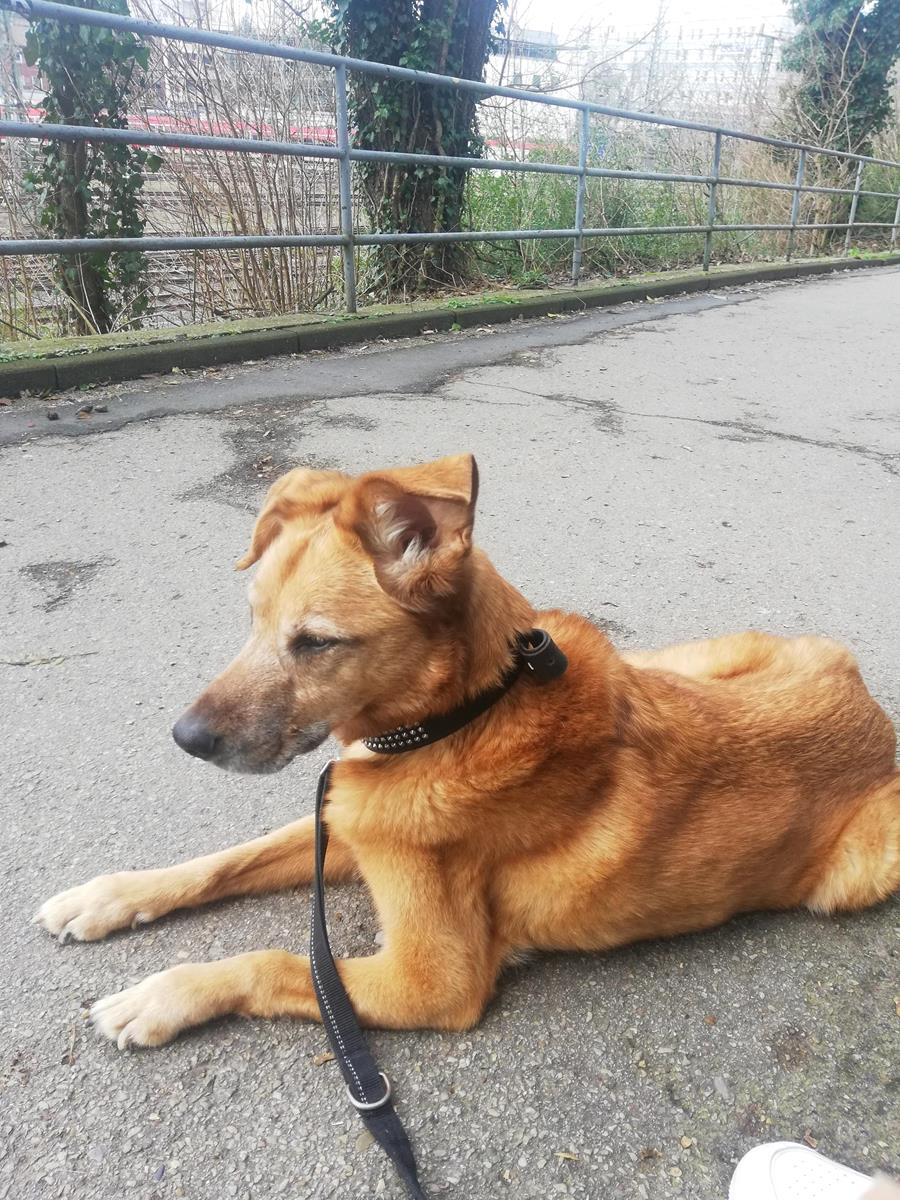 Albi - Anciens résidents - Nos chiens à adopter - Tierheim Schoppen