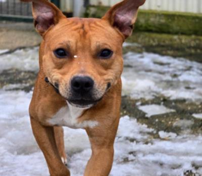 Nos chiens à adopter - Tierheim Schoppen